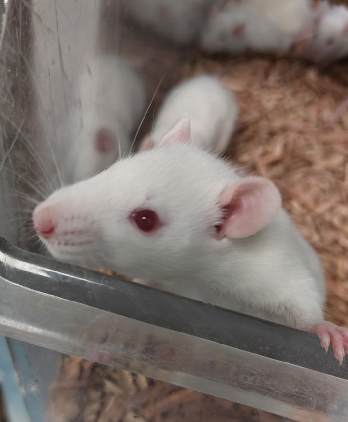 balbc - zistbalin.com